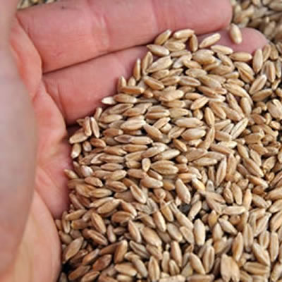 Triticale Flour | Baking Ingredients | BAKERpedia