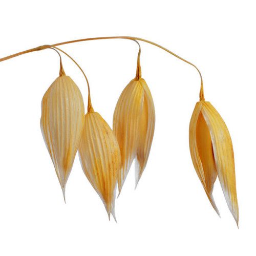 Oat Hull Fiber | Baking Ingredients | BAKERpedia