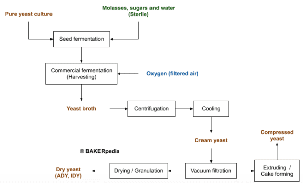 Yeast | Bakers' Yeast | Baking Ingredients | BAKERpedia