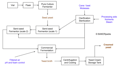 Post-large-scale fermentation in a dedicated bioreactor, yeast cells ...