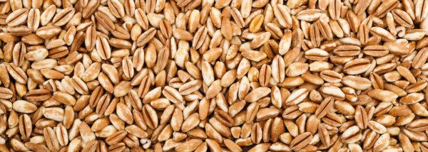 Baking with Spelt Flour for Flavor and Nutrition | Blog | BAKERpedia