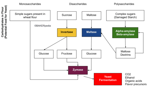 Enzymes that can be produced by baker’s yeast cells include: