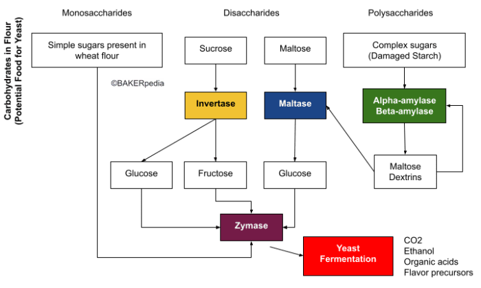 Enzymes that can be produced by baker’s yeast cells include: