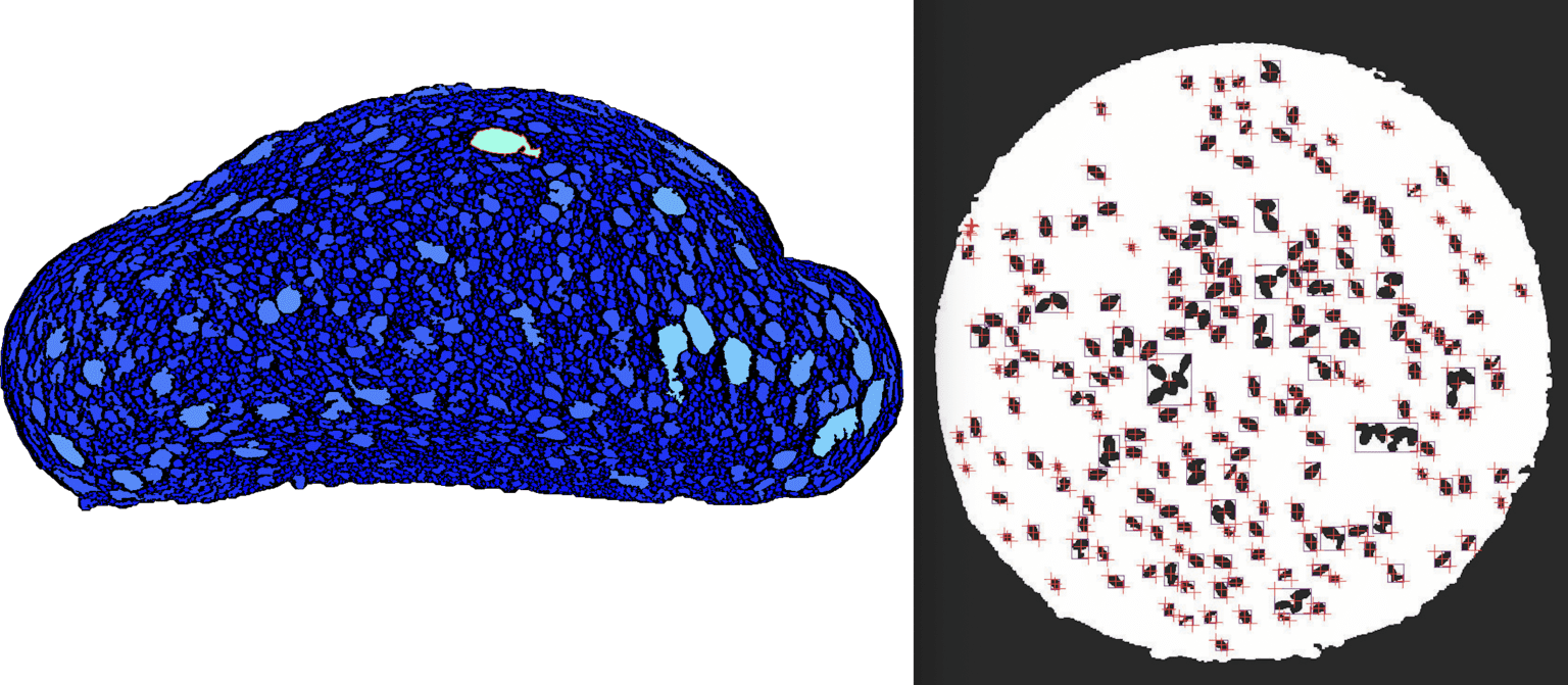 Crumb Analysis – BAKERpedia