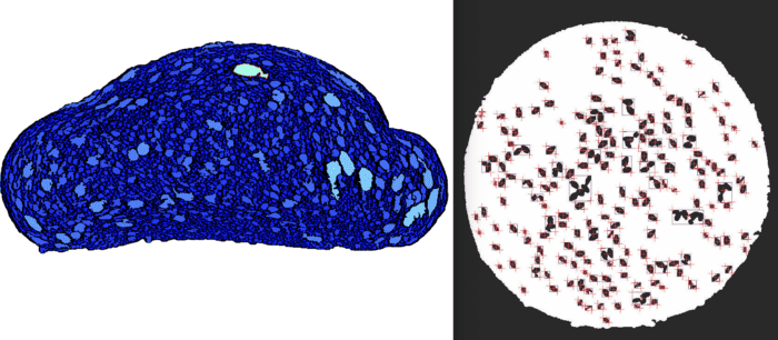 Crumb Analysis – BAKERpedia