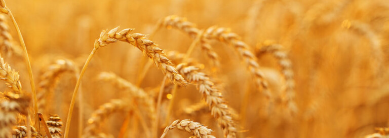 Wheat Allergy Causes and Symptoms | Blog | BAKERpedia