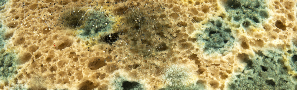 Stop Relying on More Calcium Propionate in Your Formula to Fight Mold ...