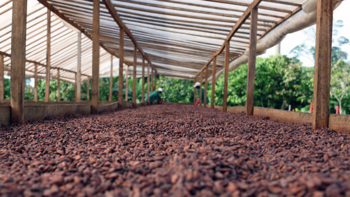 Sustaining the Chocolate Supply | Blog | BAKERpedia
