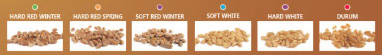 Types of Wheat | Resources | BAKERpedia